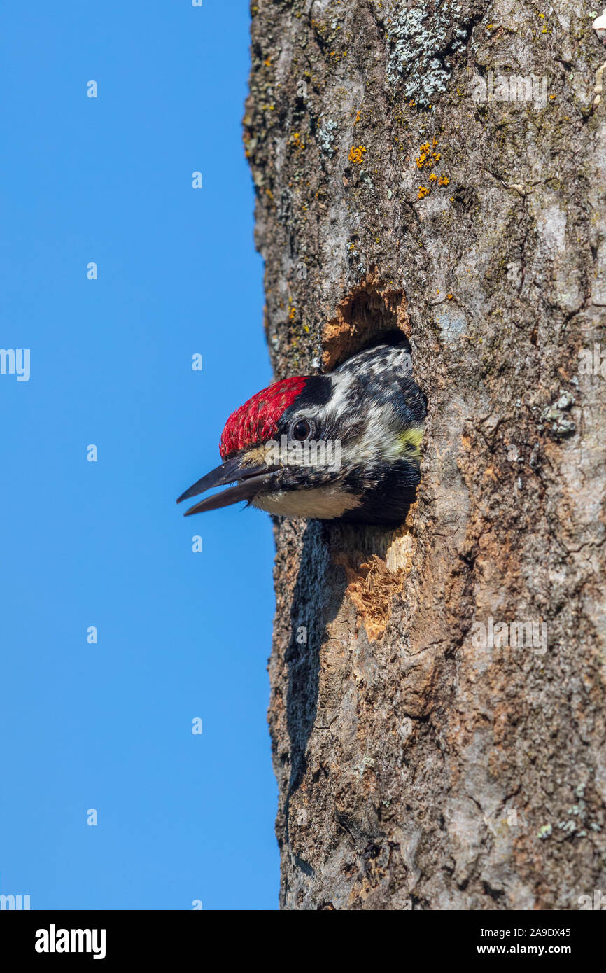 Female yellow-bellied sapsucker leaving the nest cavity in northern ...