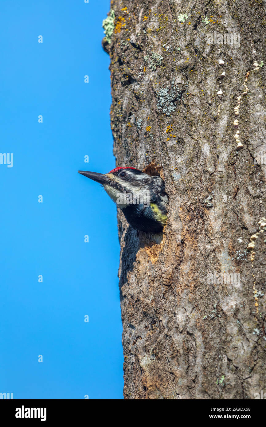 Female yellow-bellied sapsucker leaving the nest cavity in northern ...