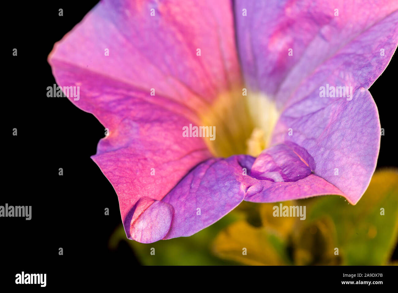 Studio shot of a pink petunia flower (lat: petunia) with water drops in ...