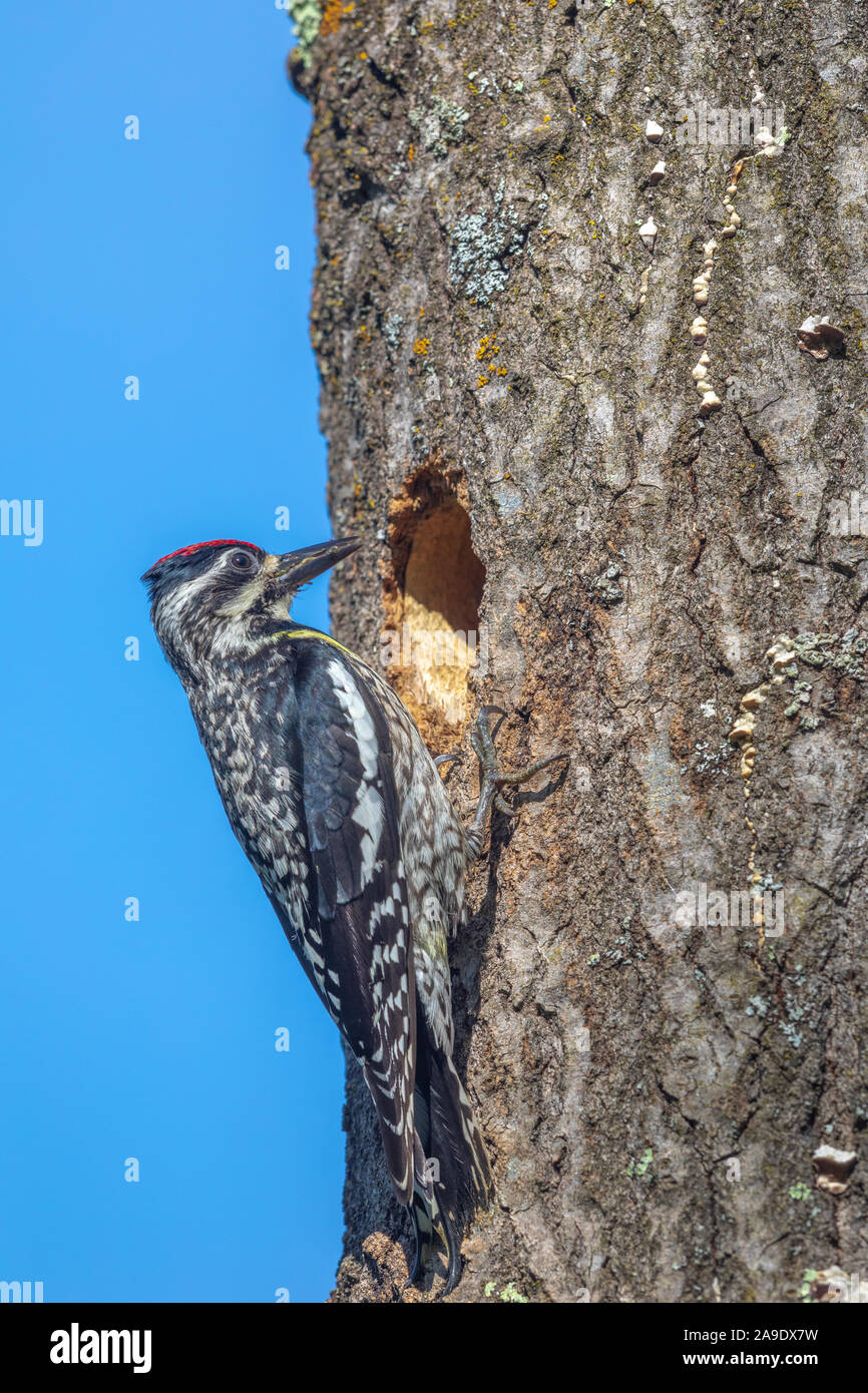 Female yellow-bellied sapsucker bringing food to her nestlings Stock ...