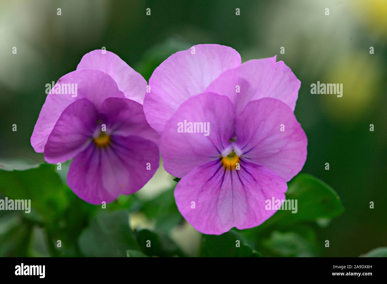 Sorbet viola hi-res stock photography and images - Alamy