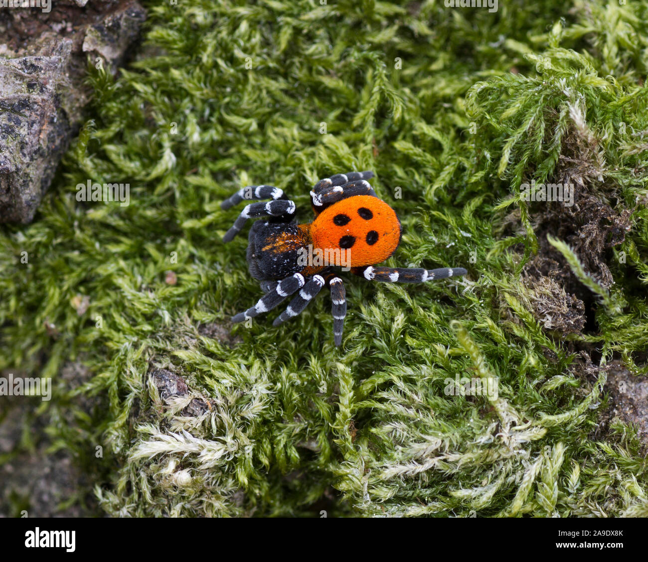 Ladybird spiders hi-res stock photography and images - Alamy