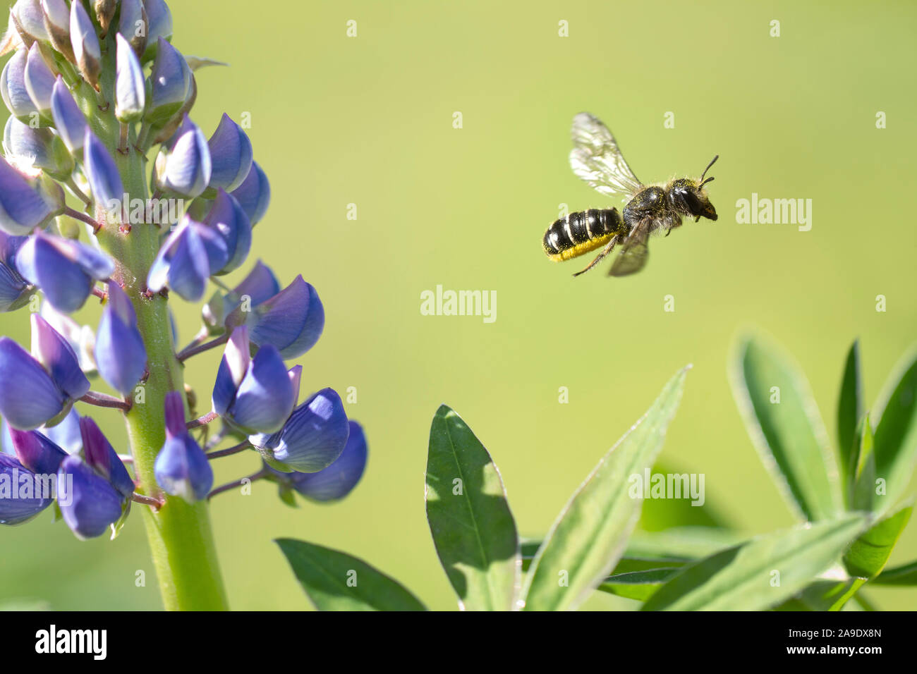 Mason bee in the flight Stock Photo - Alamy