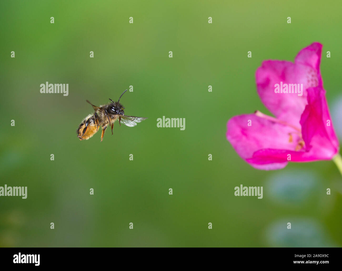 Mason bee in the flight Stock Photo - Alamy