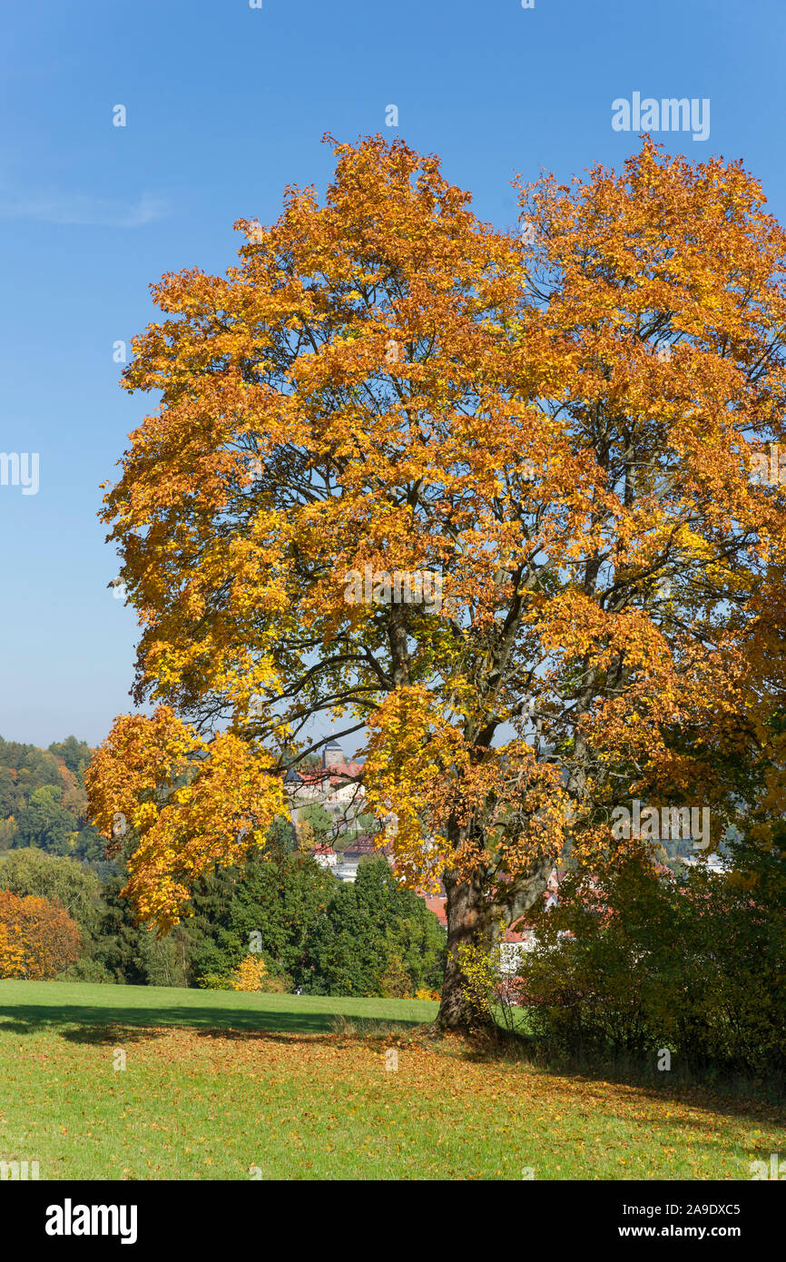 Variegated norway maple leaves hi-res stock photography and images - Alamy