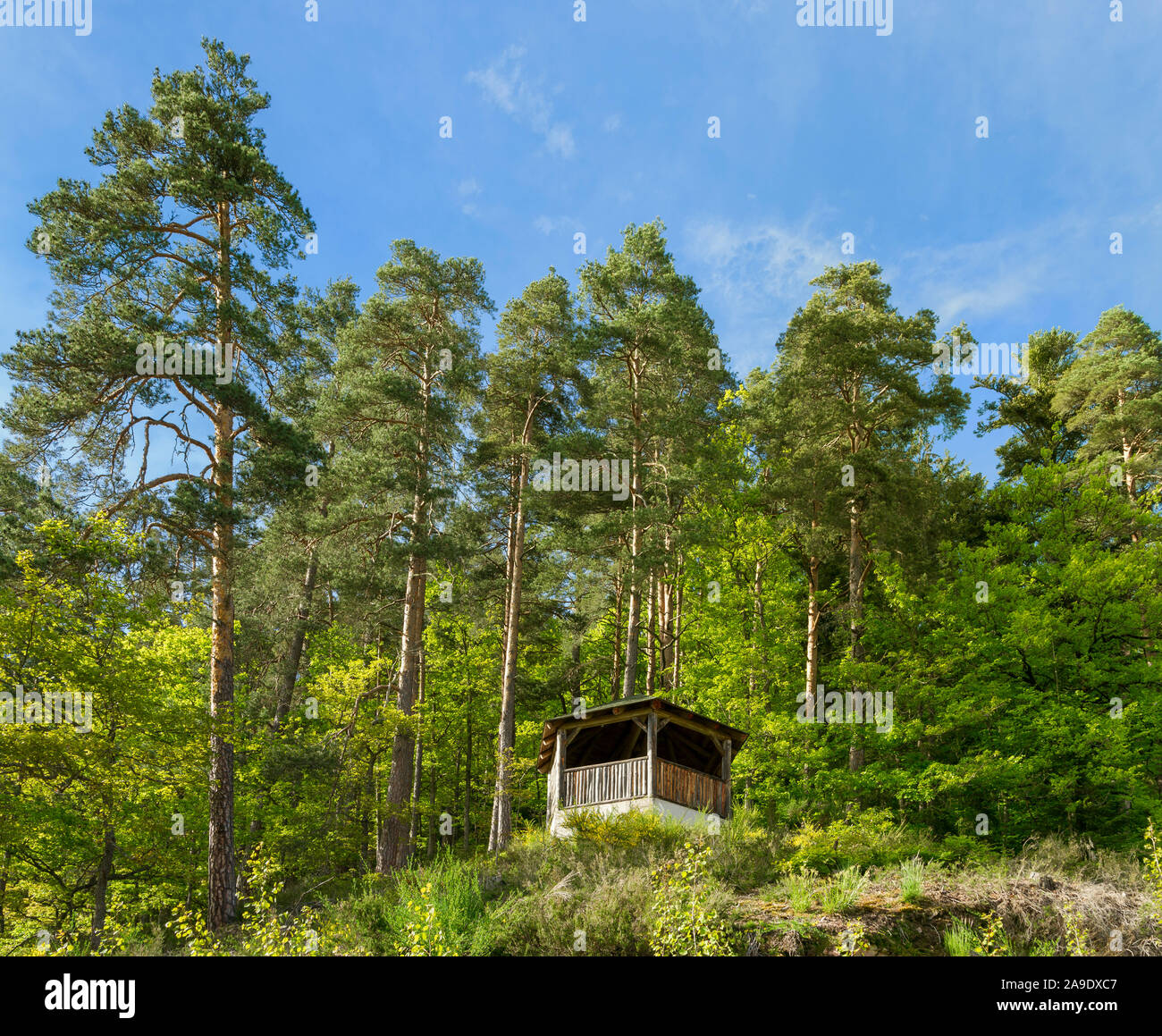 Germany, Baden-Wurttemberg, mountain Schram, pinewood, refuge at the ...