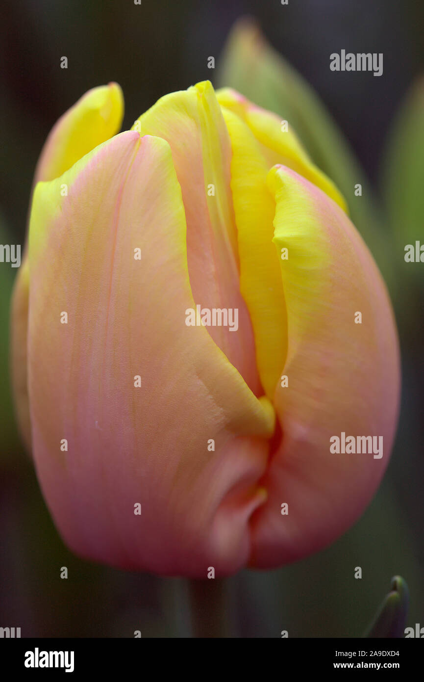 Mango charm hi-res stock photography and images - Alamy