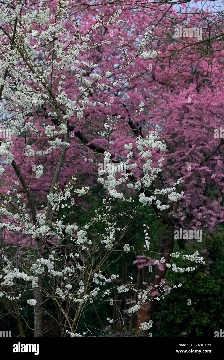Merryweather flower prunus insititia merryweather hi-res stock ...