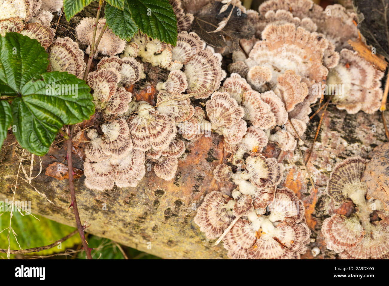 Panellus stipticus hi-res stock photography and images - Alamy