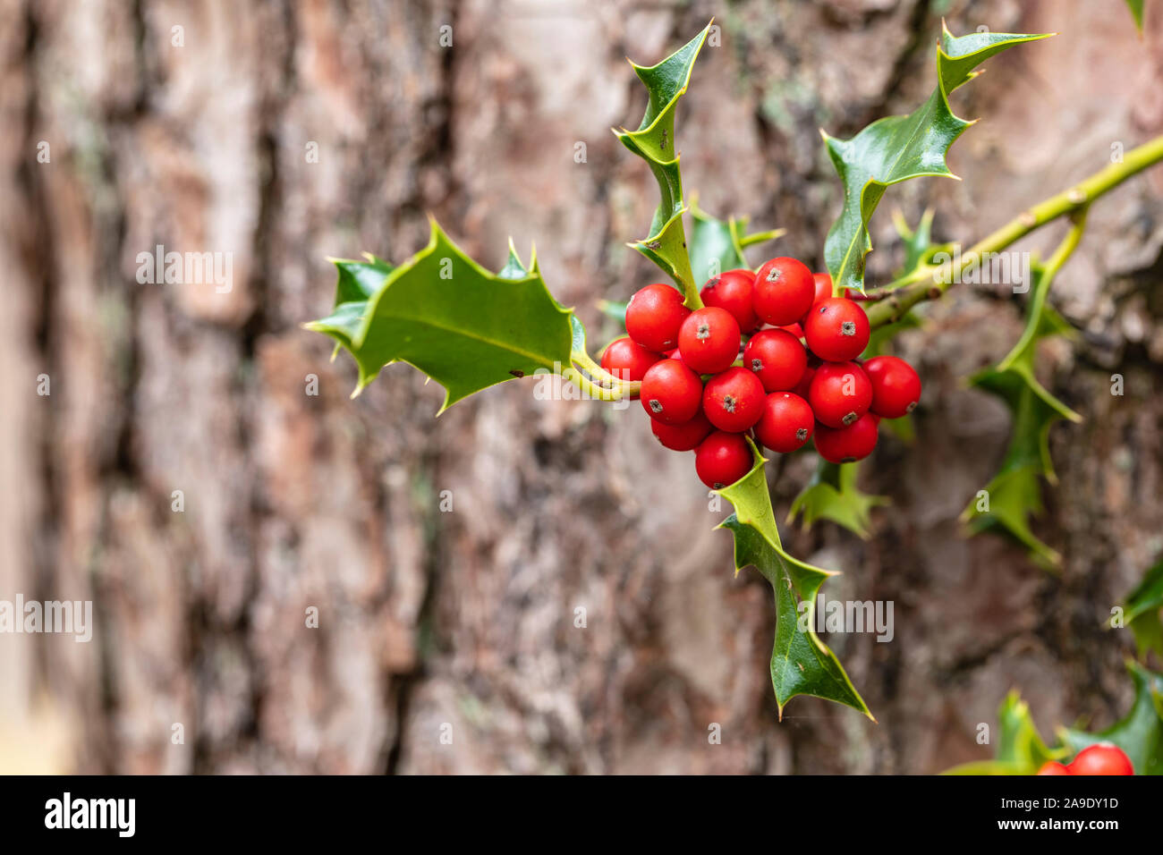 Holly in the wood Stock Photo - Alamy