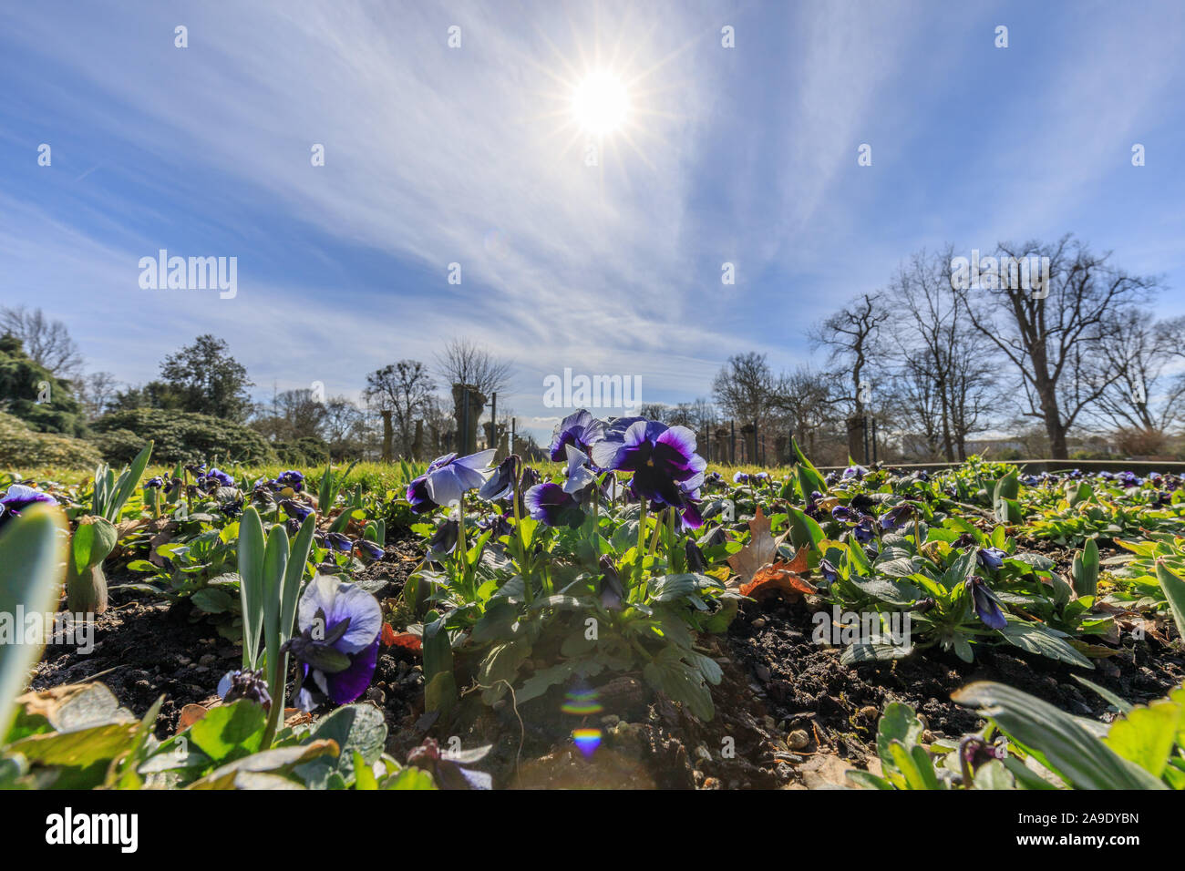 The first spring flowers in the mountain garden Hannover Stock Photo ...