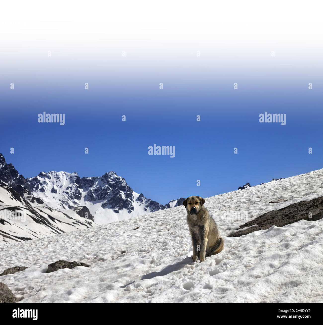 Dog in snowy mountains at spring. Turkey, Kachkar Mountains, highest ...