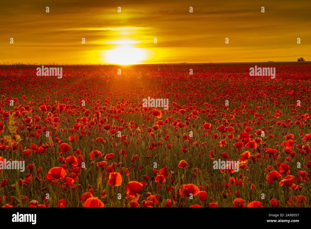 Poppy field with sunrise Stock Photo - Alamy