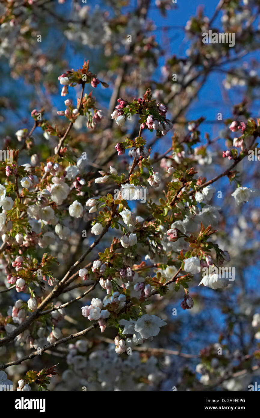 Prunus tai haku tree hi-res stock photography and images - Alamy
