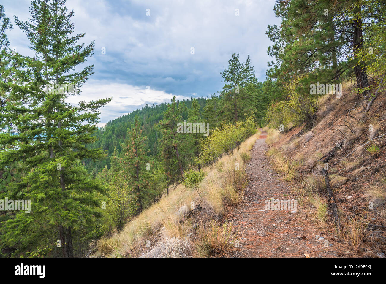 Narrow high altitude hiking trail on side of mountain through pine ...
