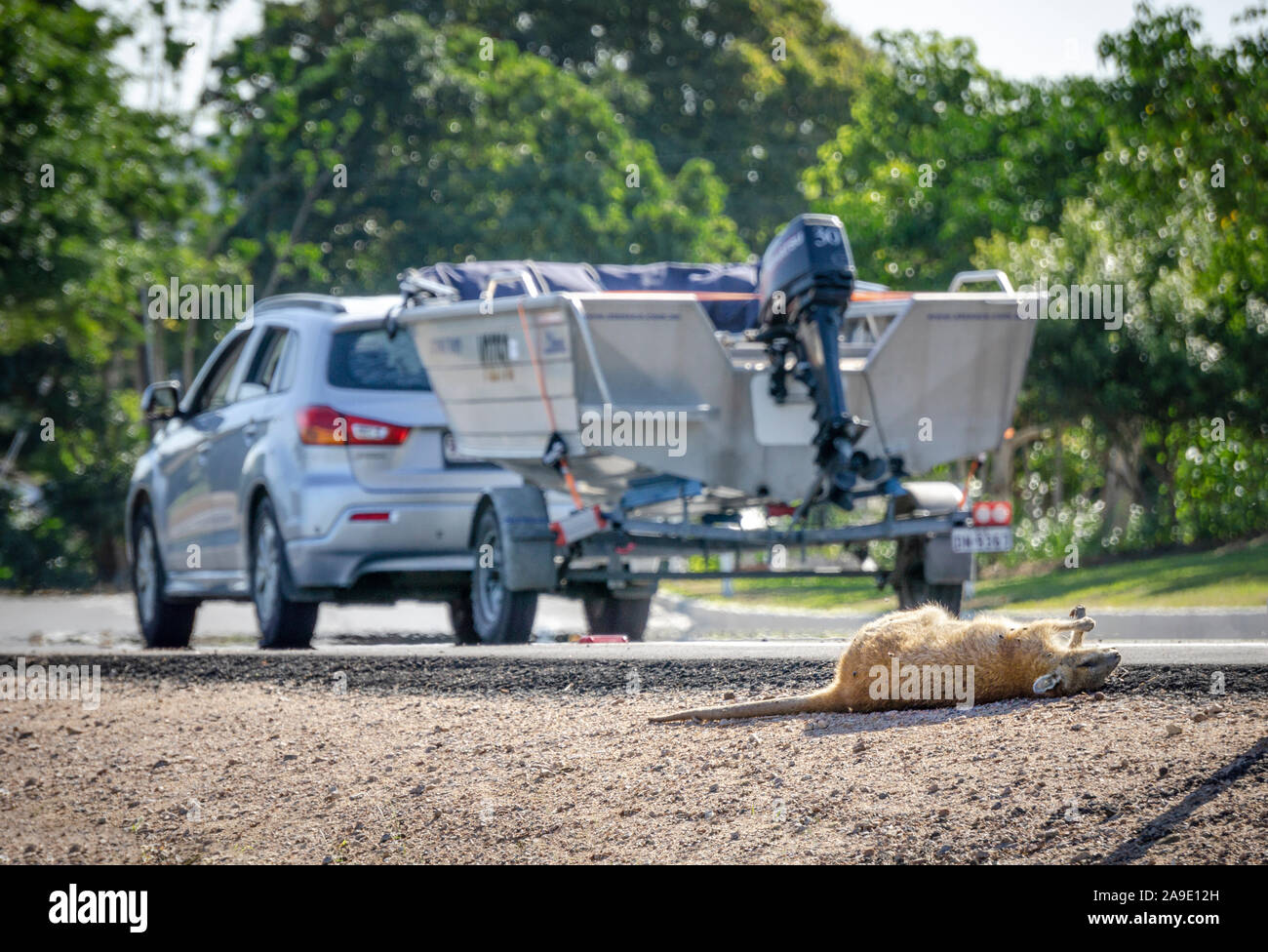 kangaroo overrunned at the roadside Stock Photo - Alamy