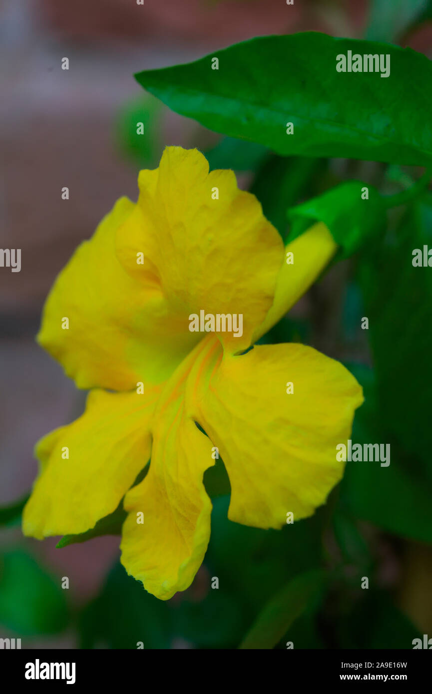 Unguis High Resolution Stock Photography and Images - Alamy