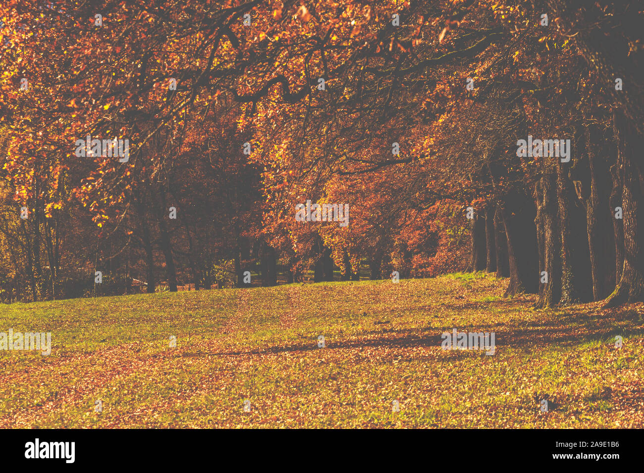 Autumn in Bavaria, trees with golden foliage Stock Photo - Alamy