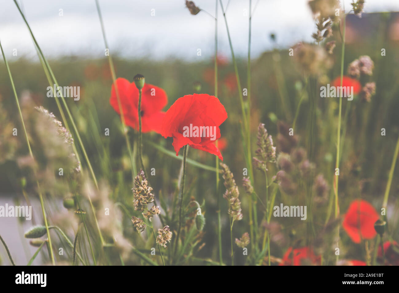 Red clap poppy seed hi-res stock photography and images - Alamy