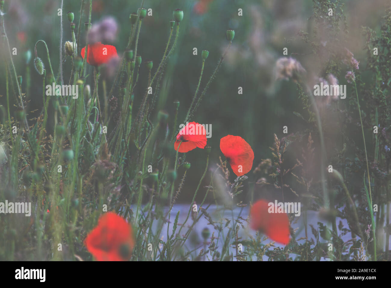 Red clap poppy seed hi-res stock photography and images - Alamy