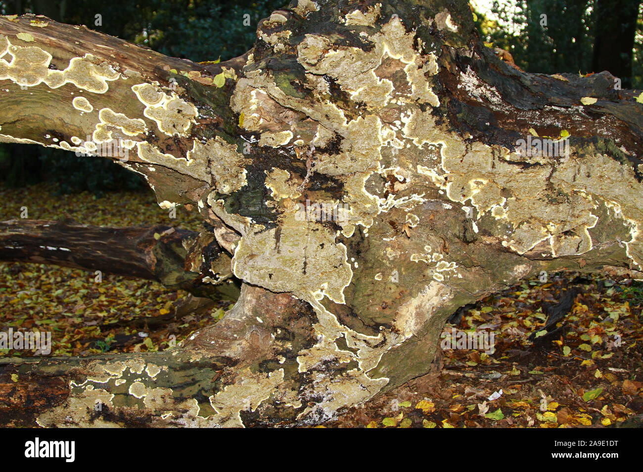 Early development of Curtain crust fungi on a felled rotting tree ...