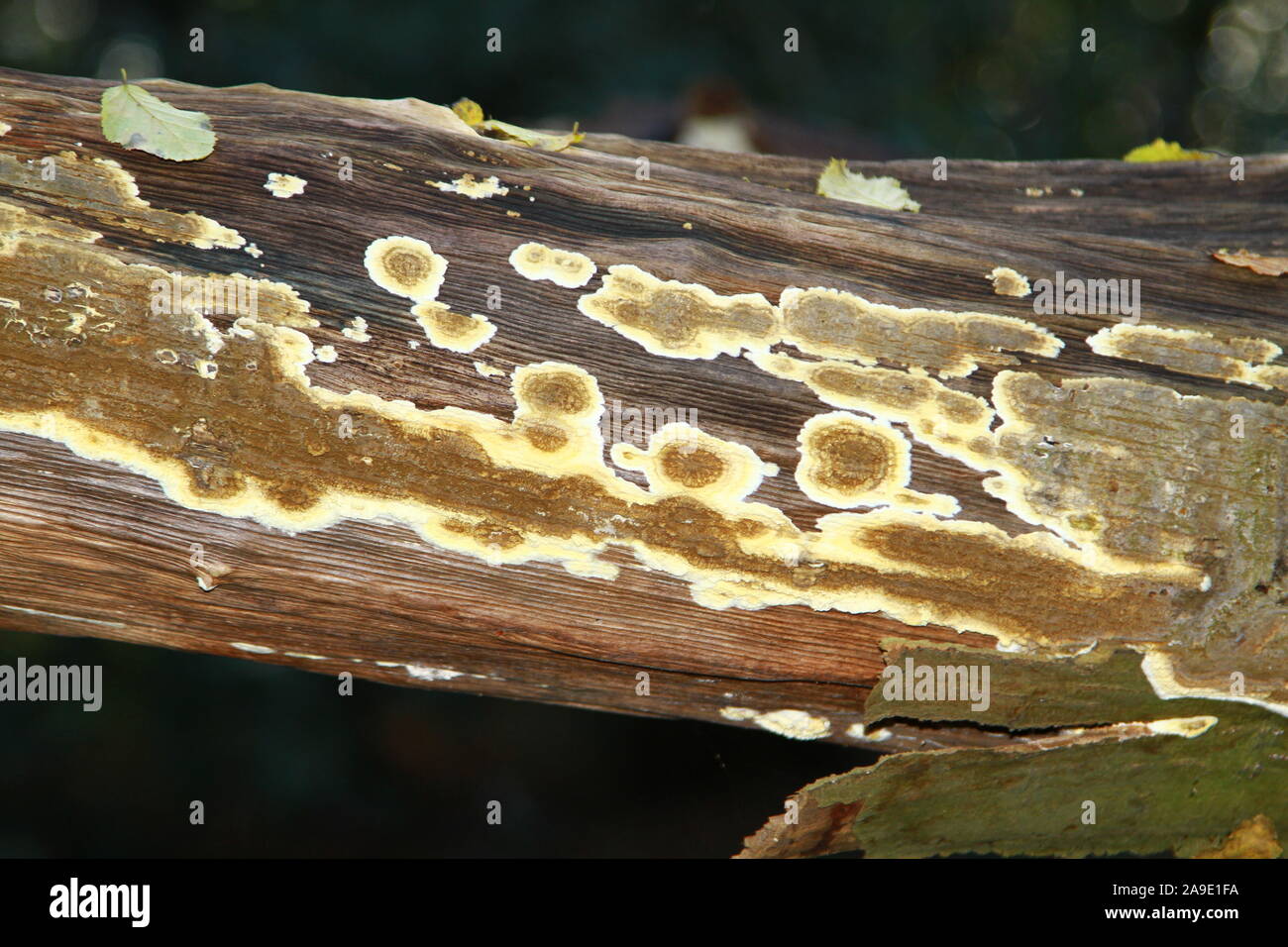 Early development of Curtain crust fungi on a felled rotting tree ...