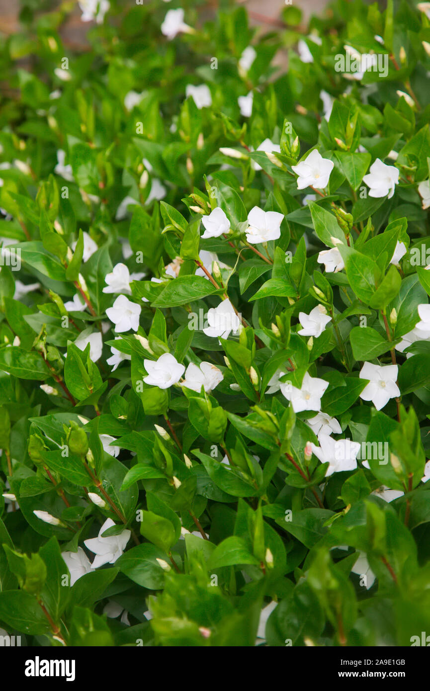 Vinca Alba High Resolution Stock Photography and Images - Alamy