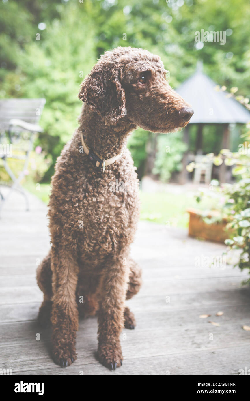 Big poodles hi-res stock photography and images - Alamy