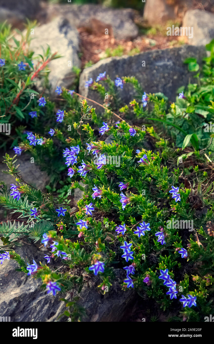 Lithodora diffusa blue star hi-res stock photography and images - Alamy