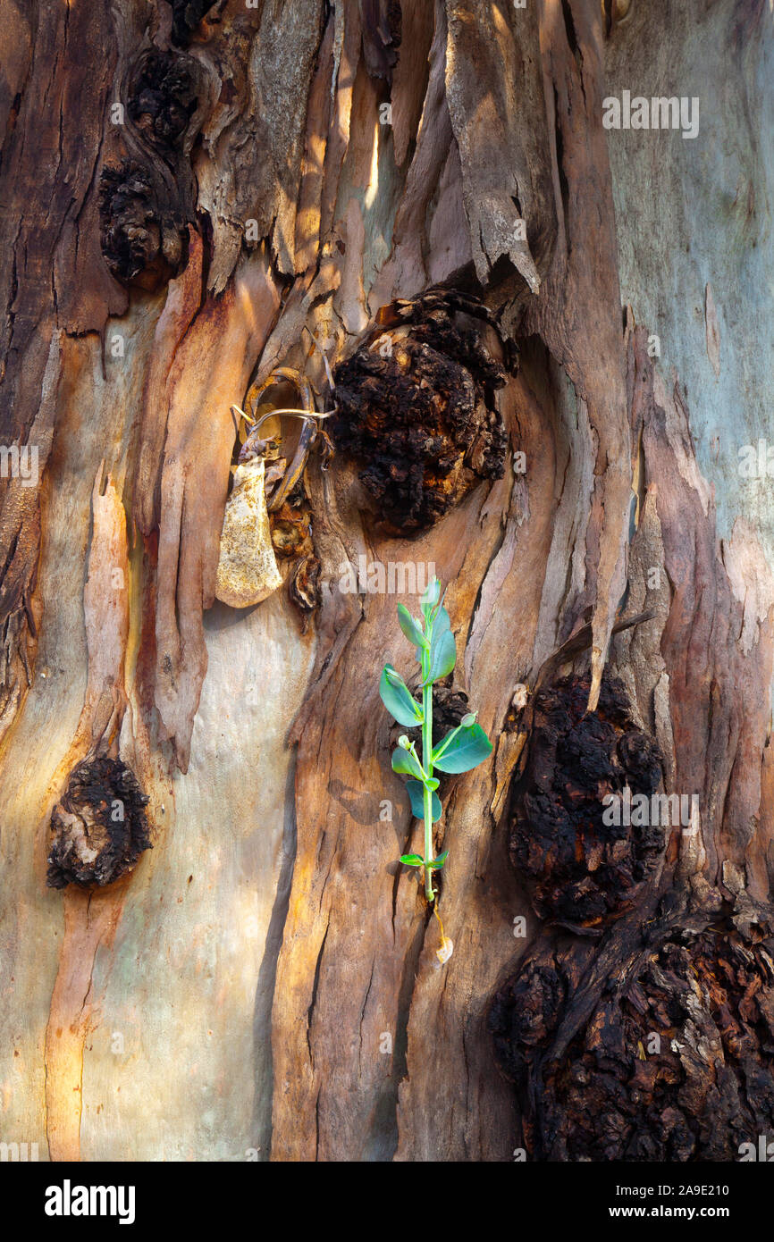 tender shoot in the strain of a plane tree Stock Photo - Alamy