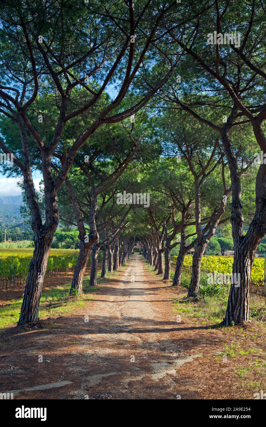 Road between pines tree hi-res stock photography and images - Alamy