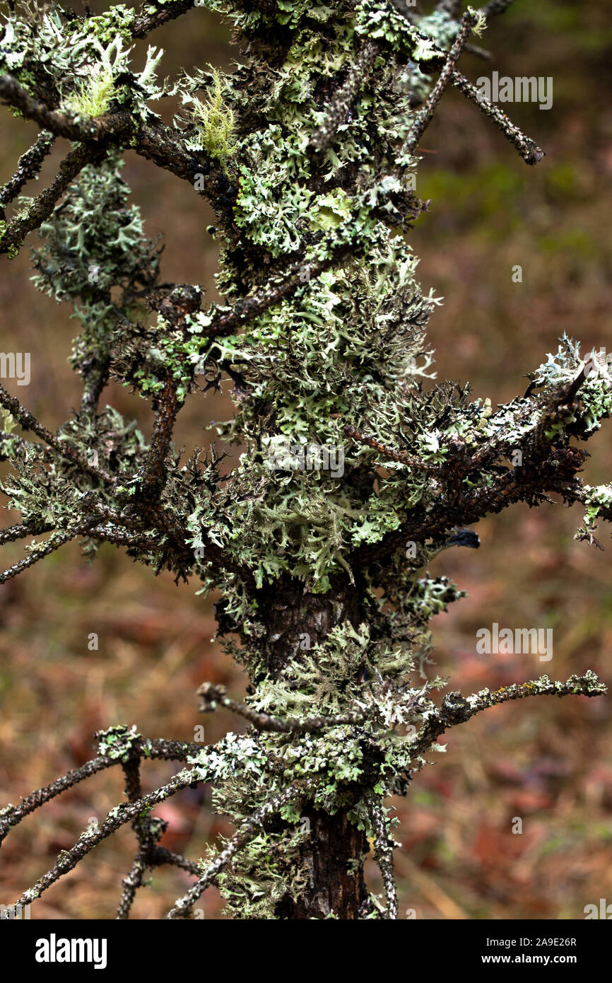 different lichens on dead coniferous wood Stock Photo - Alamy