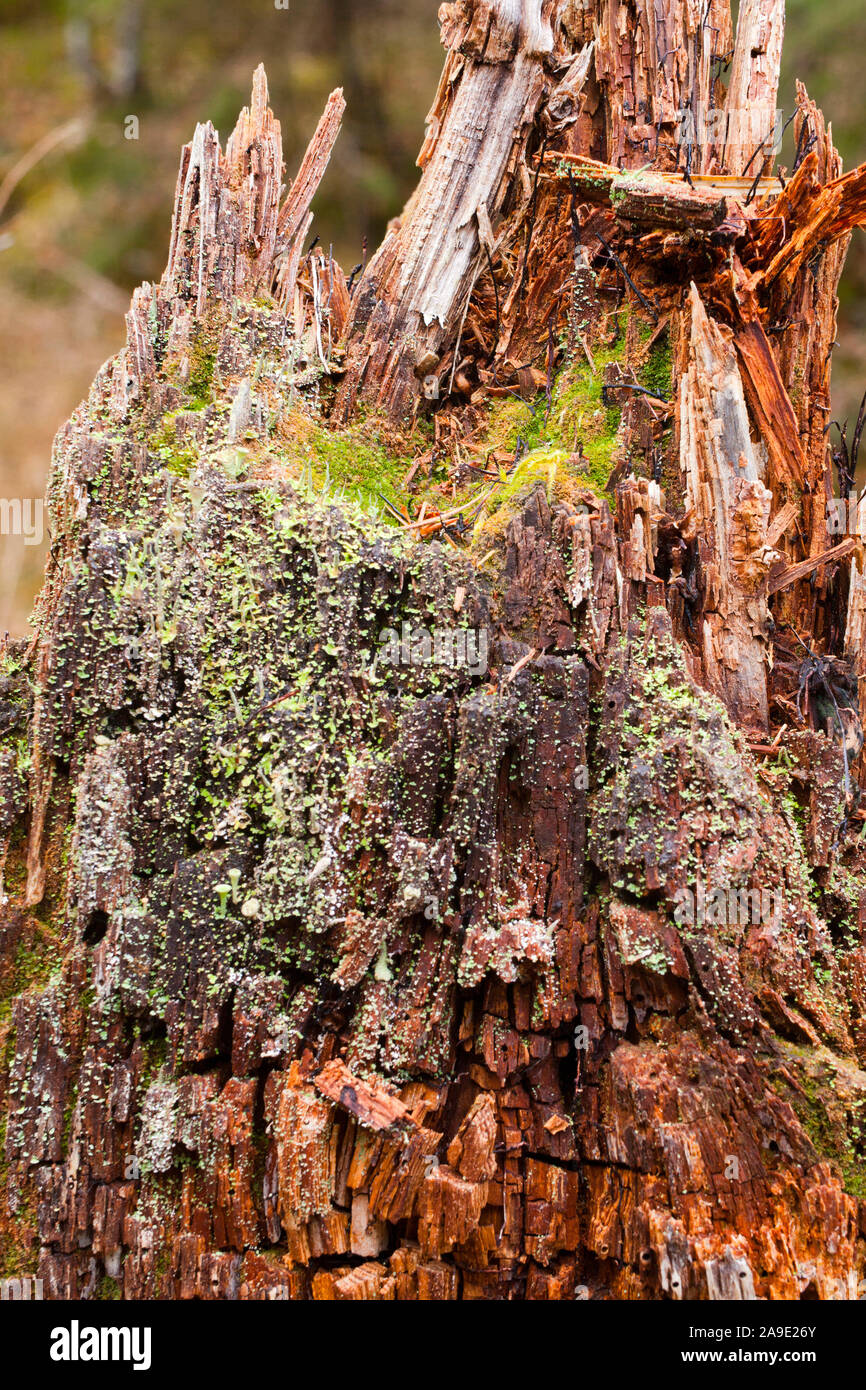 decomposed dead wood of an old spruce with the smallest tree fungi ...