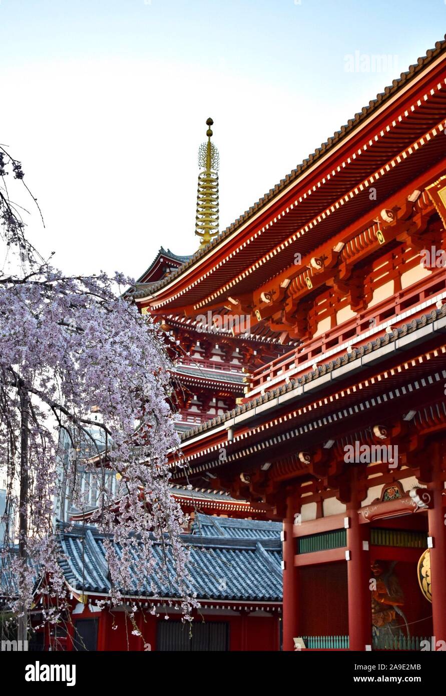 Hozo-mon gate, Sakura tree and five storey pagoda by Senso-ji temple ...
