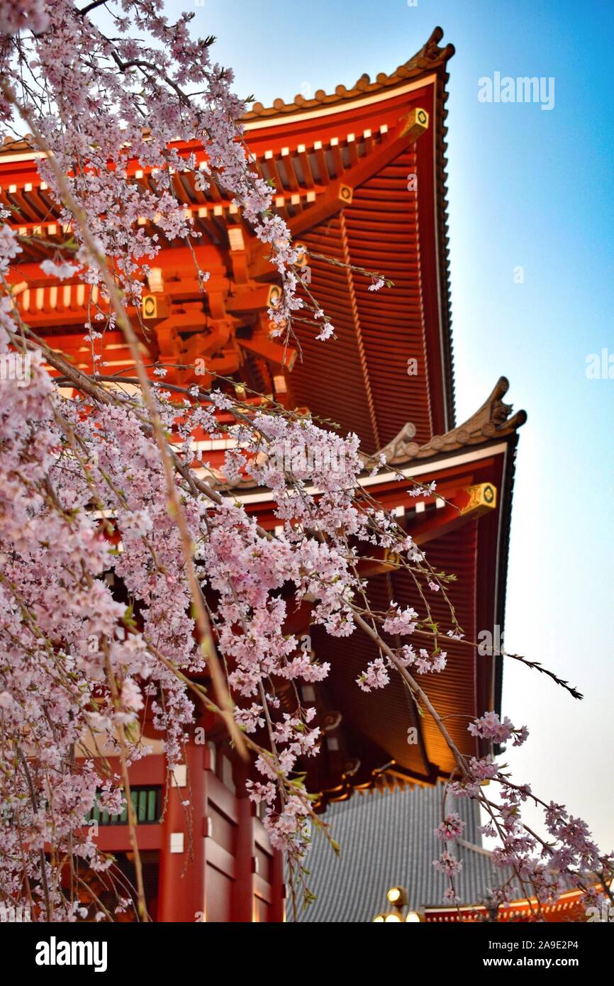 Sakura tree in front of Hozo-mon gate by Senso-ji temple, Tokyo, Japan ...