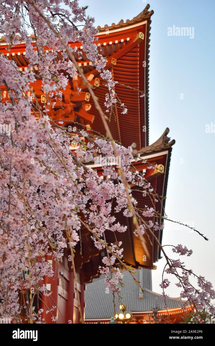 Sakura tree in front of Hozo-mon gate by Senso-ji temple, Tokyo, Japan ...