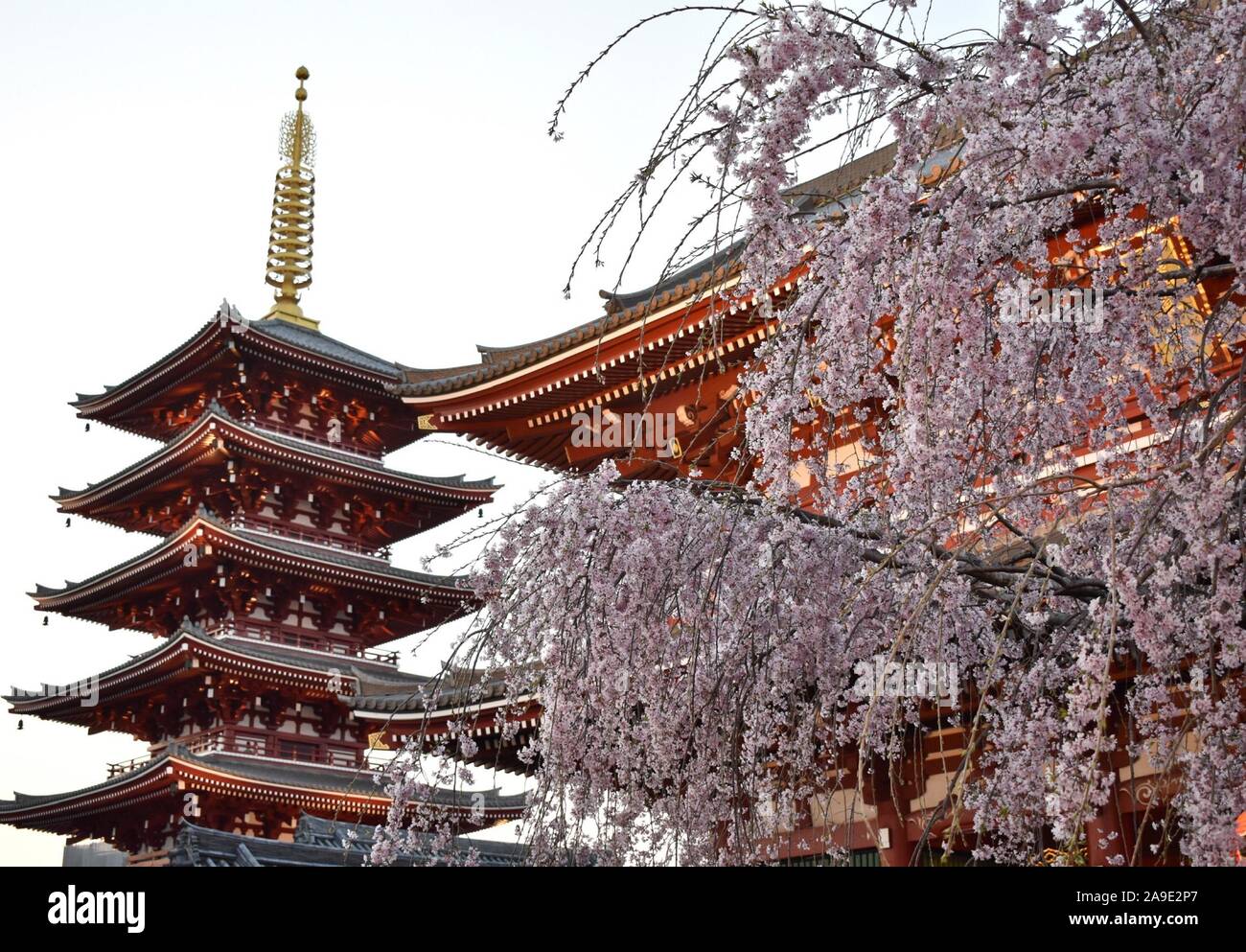 Five storey pagoda, Hozo-mon gate and Sakura tree by Senso-ji temple ...