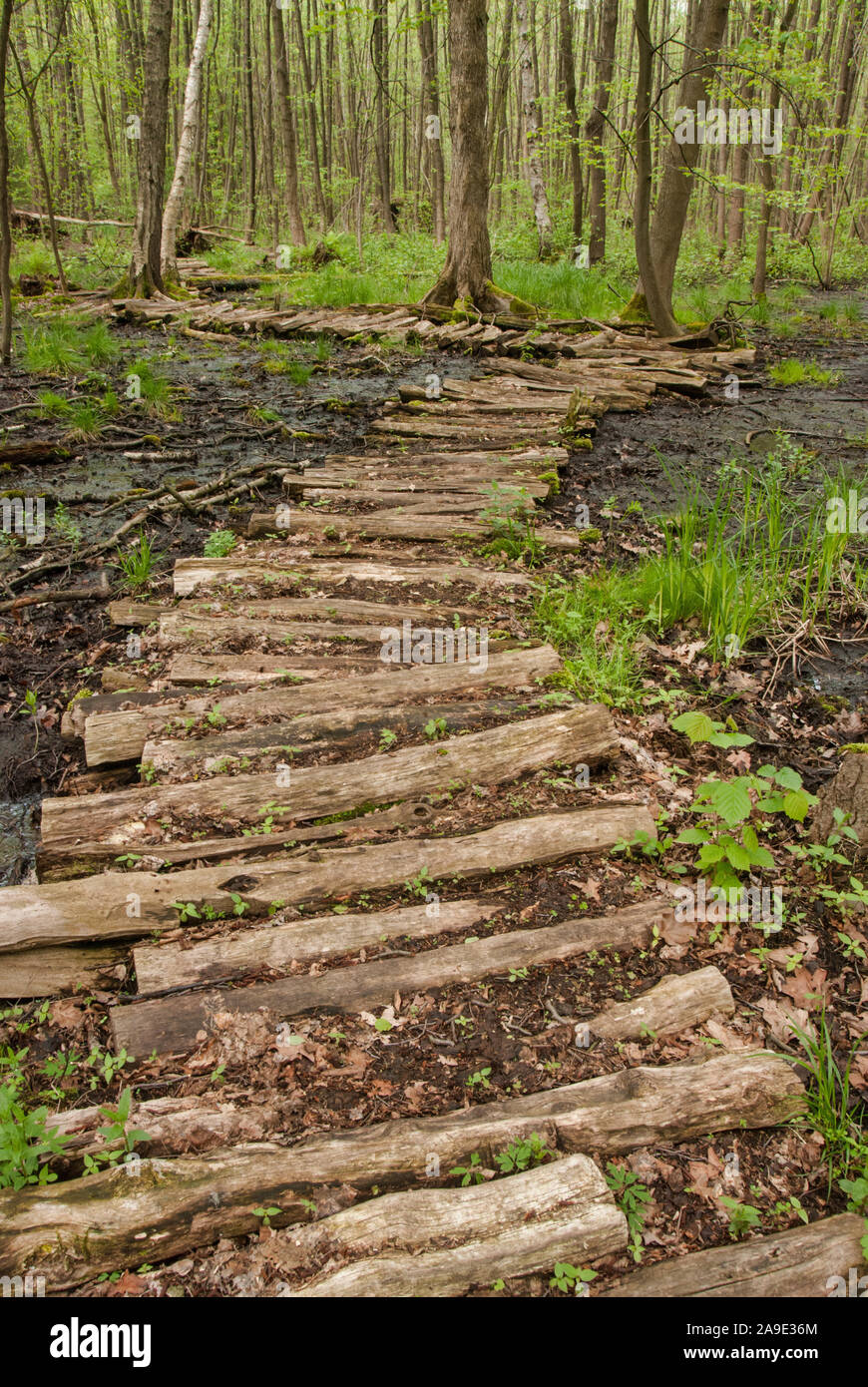 Bucher forst hi-res stock photography and images - Alamy