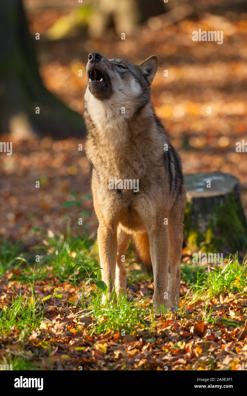 European gray wolf wild saxony germany animals predator hi-res stock ...
