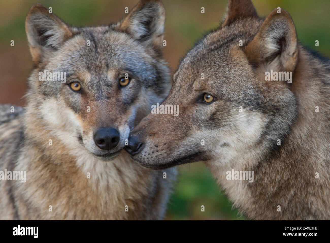 Eater feature hi-res stock photography and images - Alamy