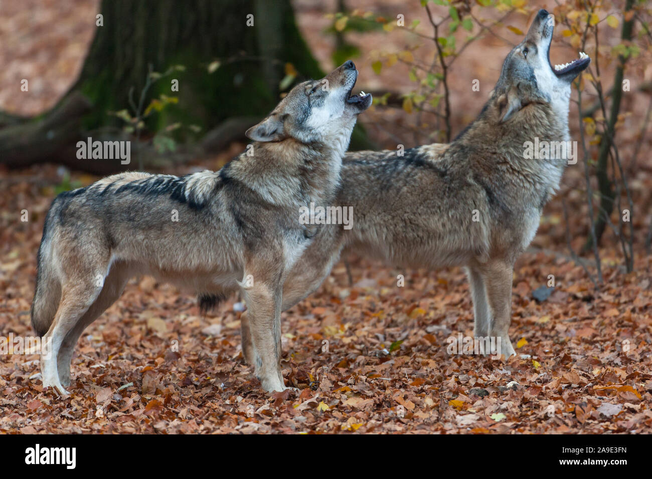 Cry of wolves hi-res stock photography and images - Alamy