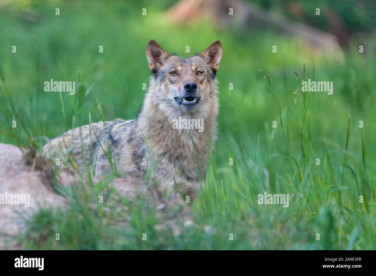 European gray wolf wild saxony germany animals predator hi-res stock ...