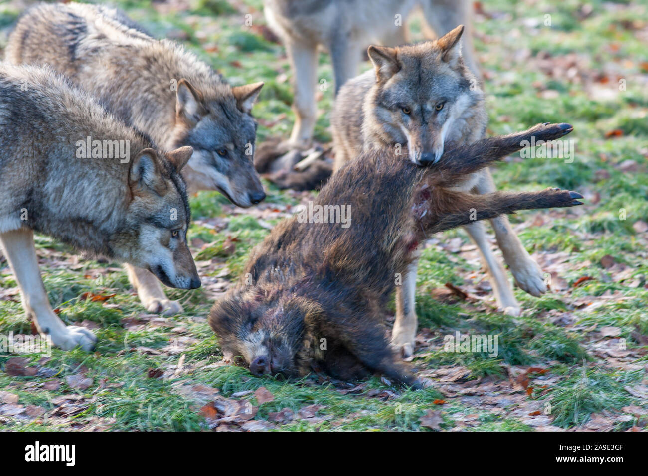 Herd behaviour wolves hi-res stock photography and images - Alamy