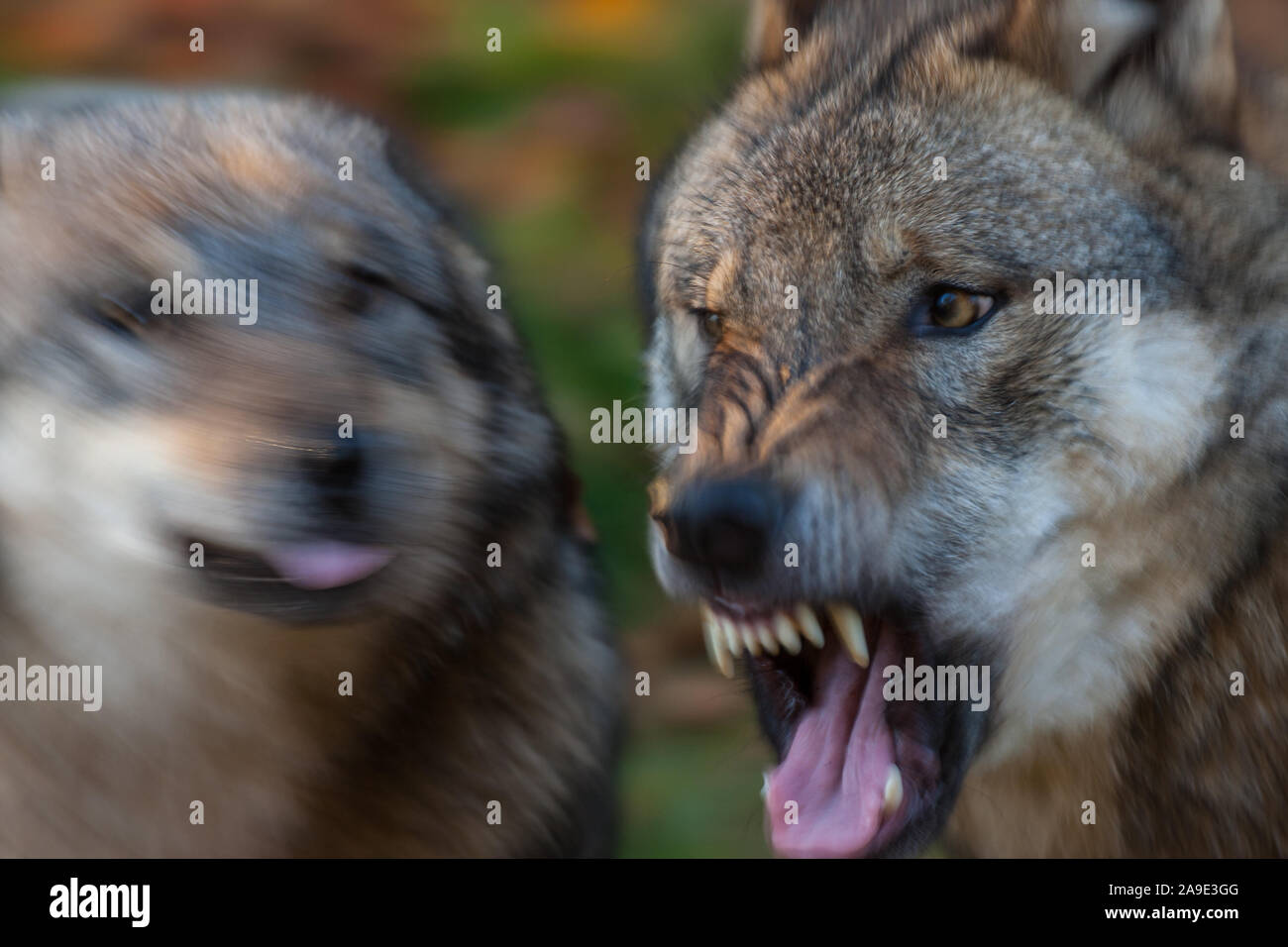 European wolves, Canis lupus Stock Photo - Alamy