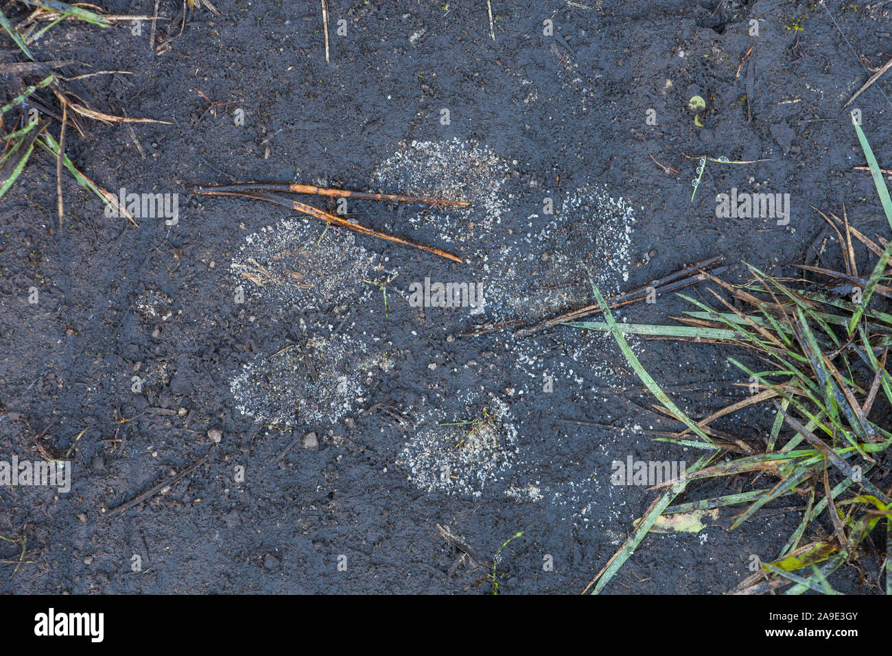 Animal track, paw print European wolf, Canis lupus Stock Photo - Alamy