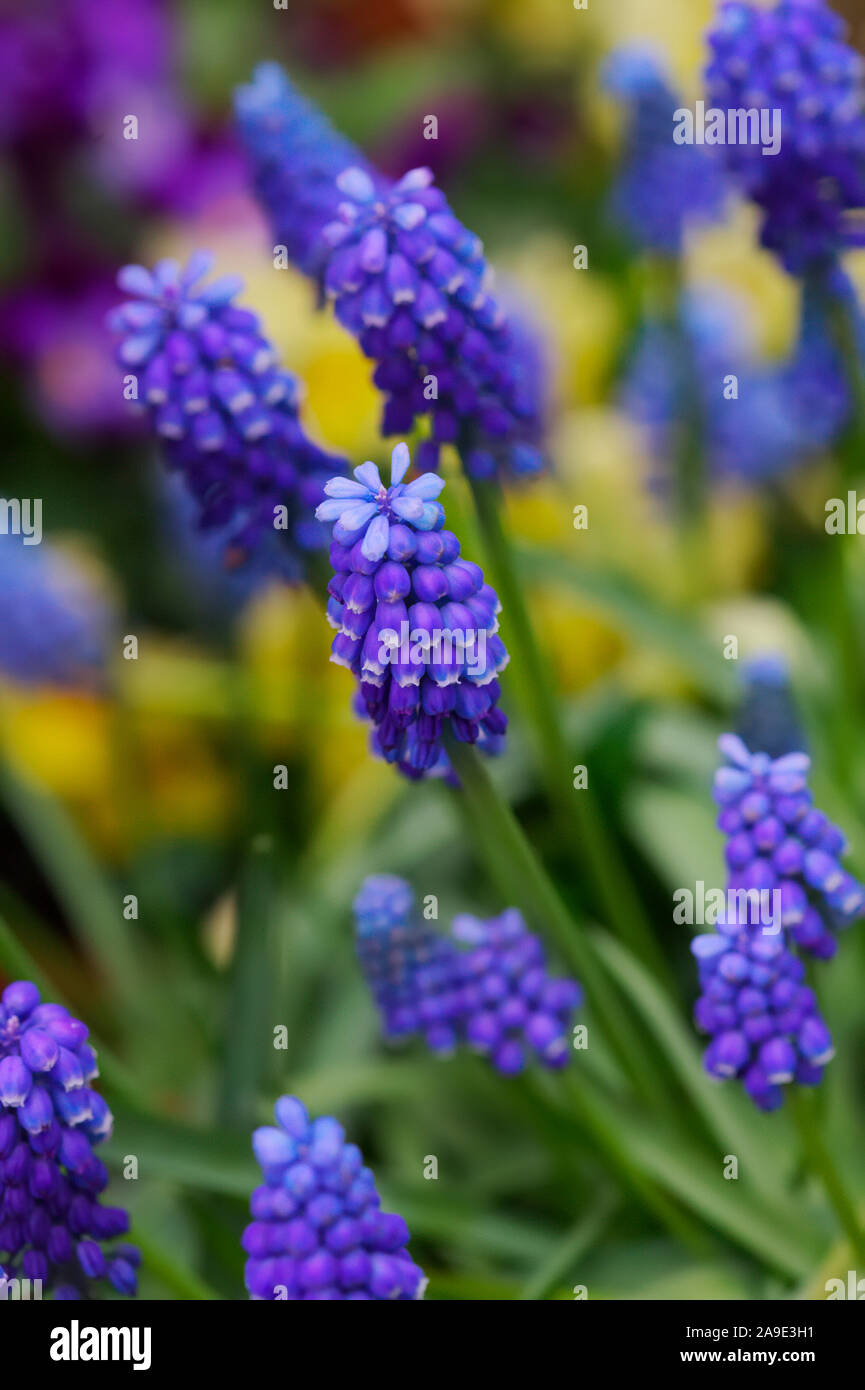 Sorbet lemon chiffon hi-res stock photography and images - Alamy