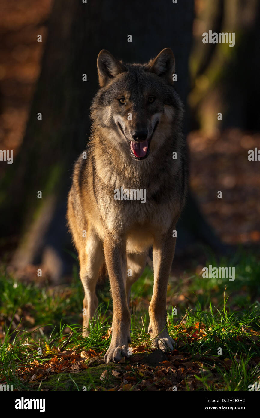 European gray wolf wild saxony germany animals predator hi-res stock ...