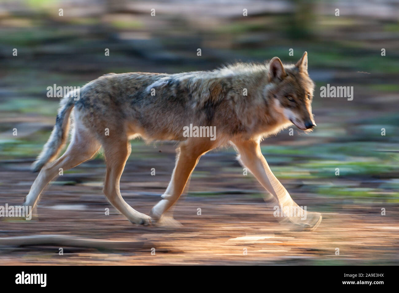 European gray wolf wild saxony germany animals predator hi-res stock ...