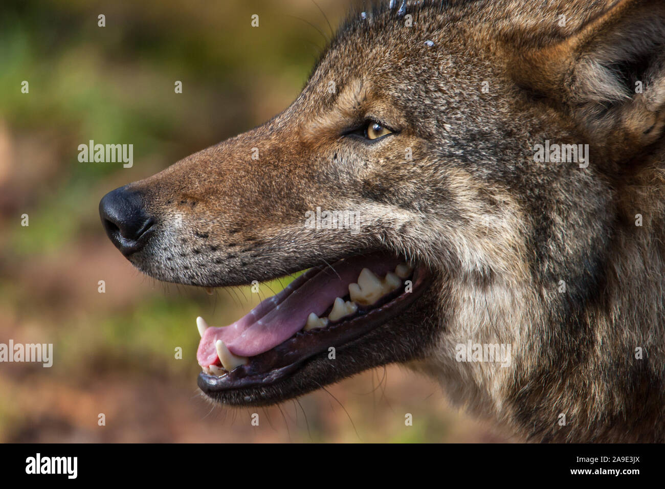 European gray wolf wild saxony germany animals predator hi-res stock ...