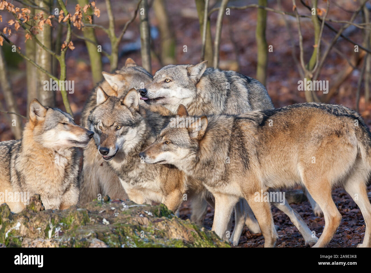 European wolves, Canis lupus Stock Photo - Alamy